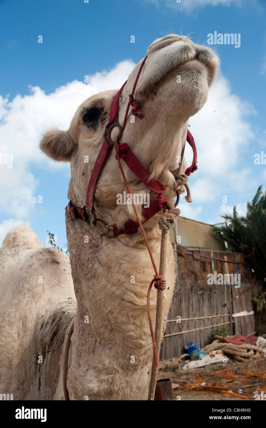 White camel hi-res stock photography and images - Alamy