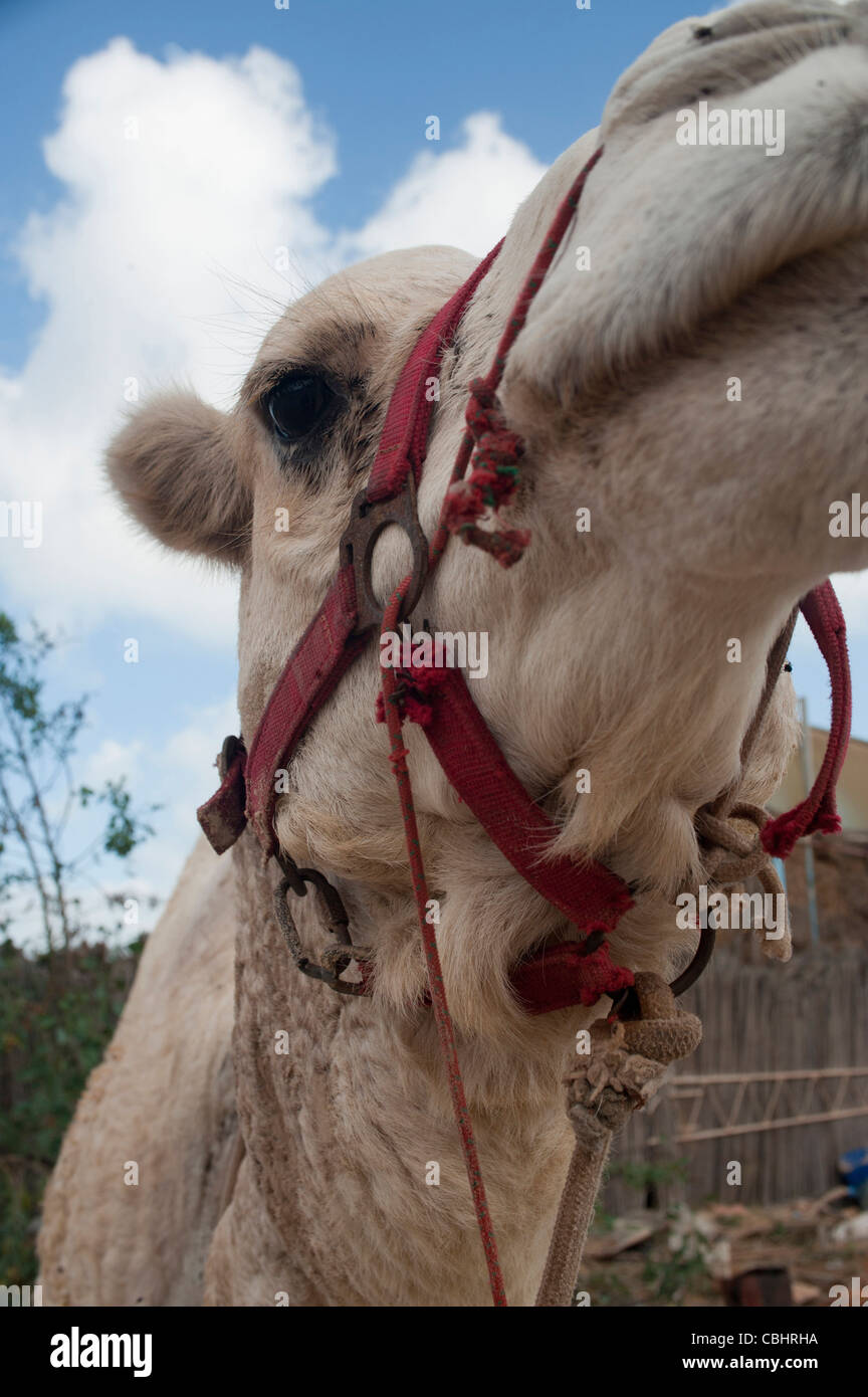 White camel hi-res stock photography and images - Alamy