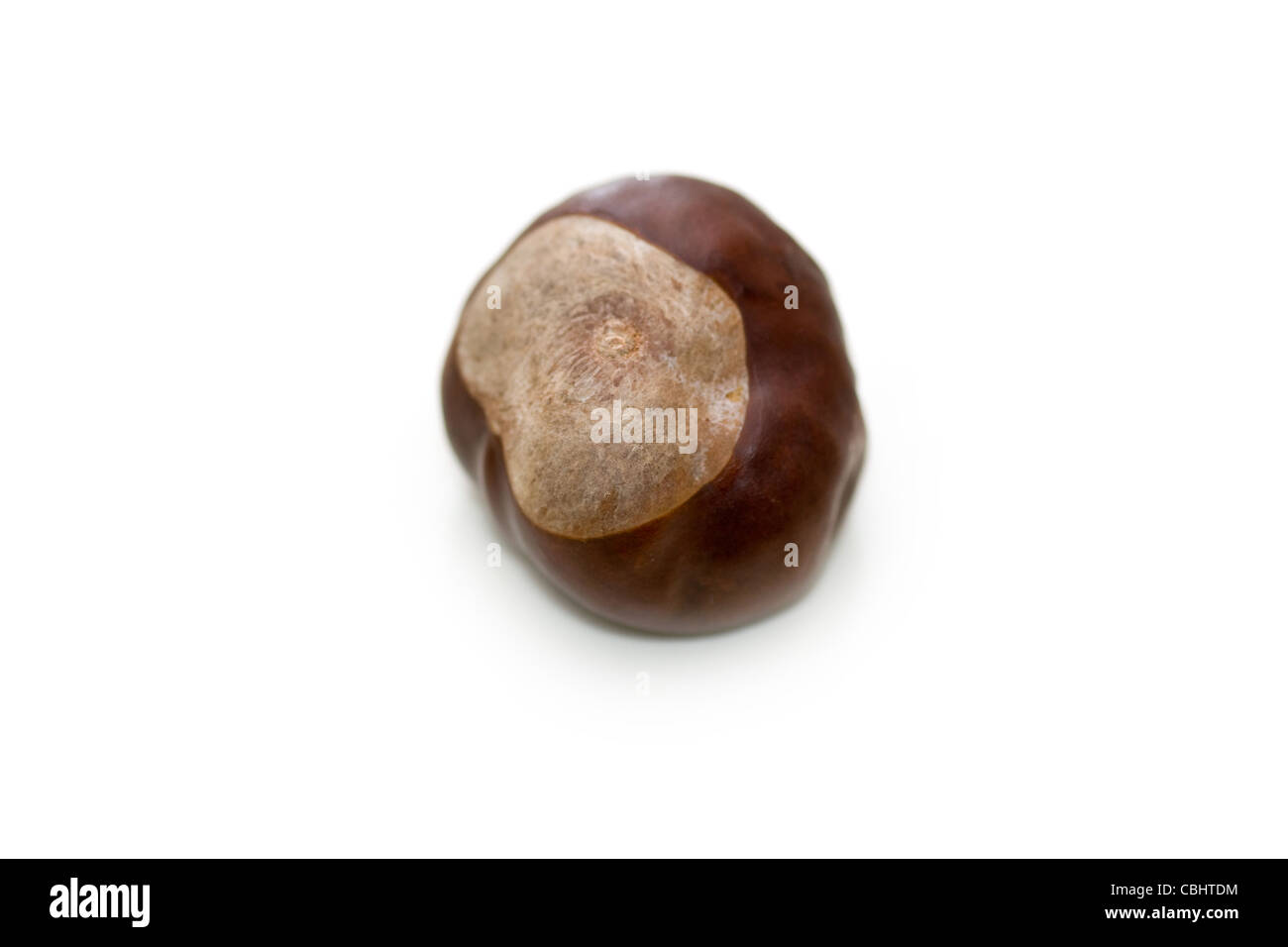 Chest nut hi-res stock photography and images - Alamy