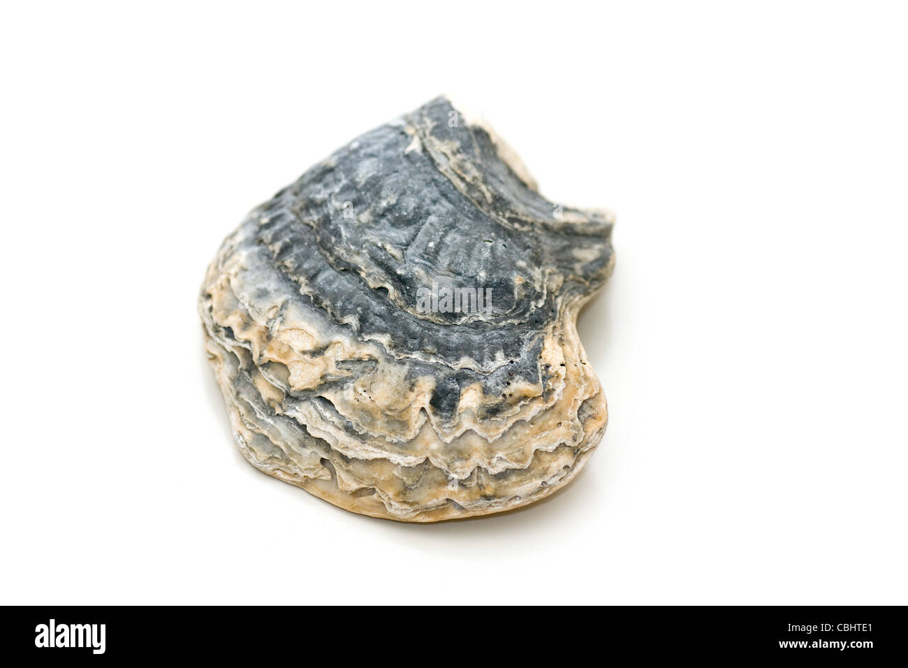Shell of santiago Cut Out Stock Images & Pictures - Alamy