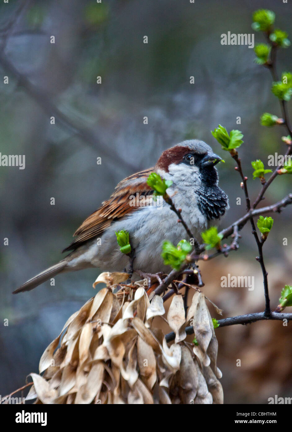 A sparrow in Srinagar, Kashmir India Stock Photo - Alamy