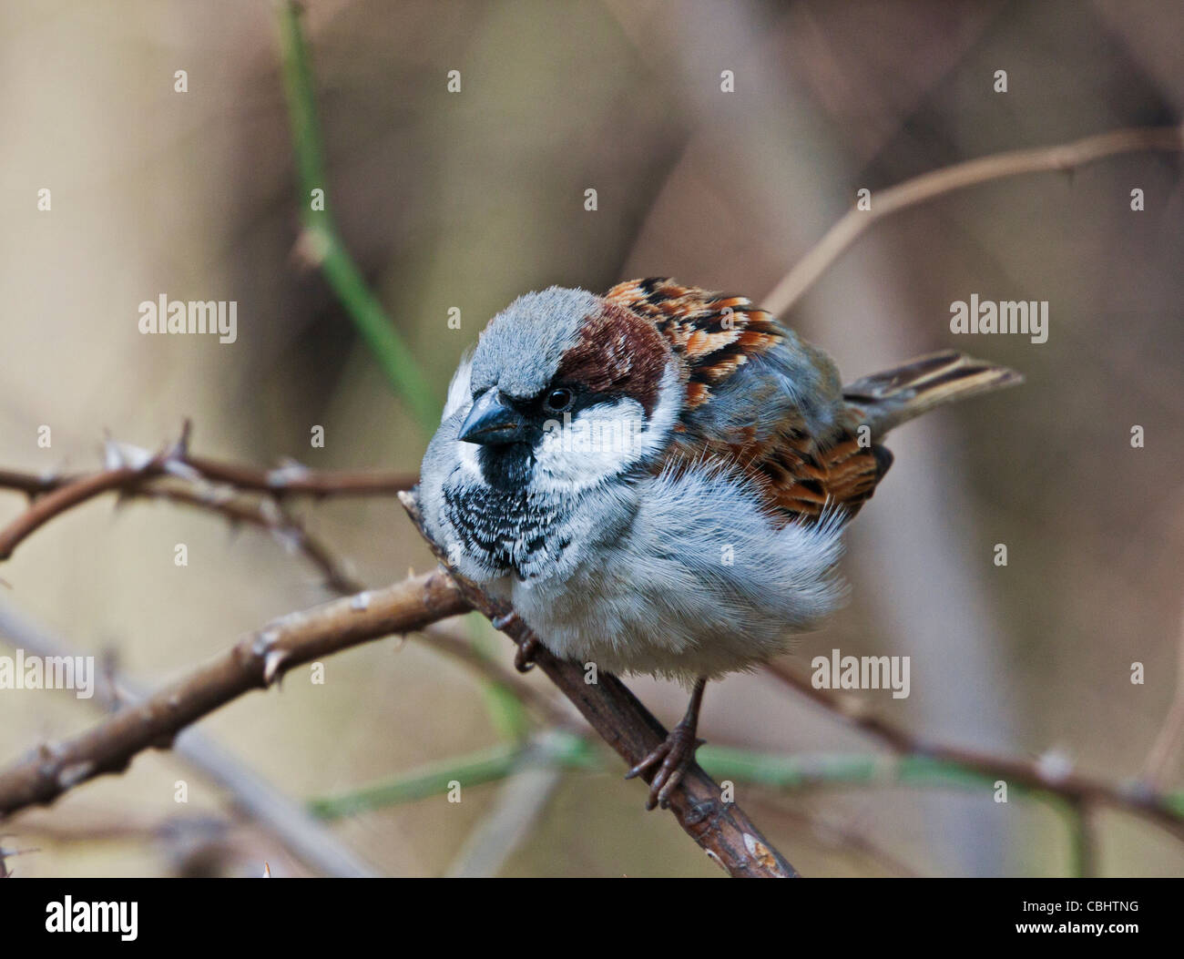 Sparrow india hi-res stock photography and images - Alamy