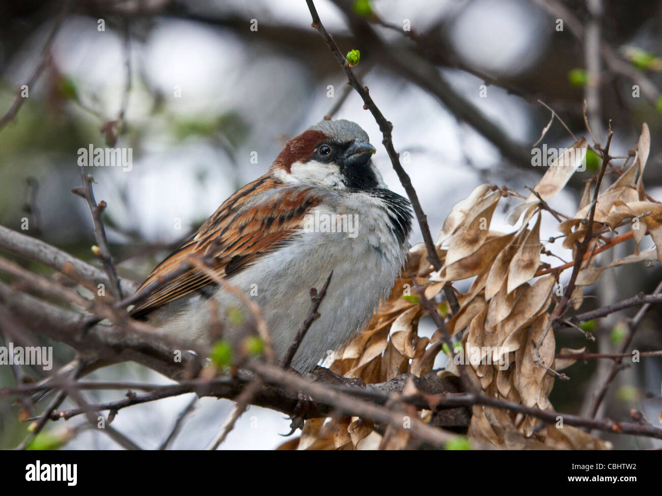 Sparrow india hi-res stock photography and images - Alamy