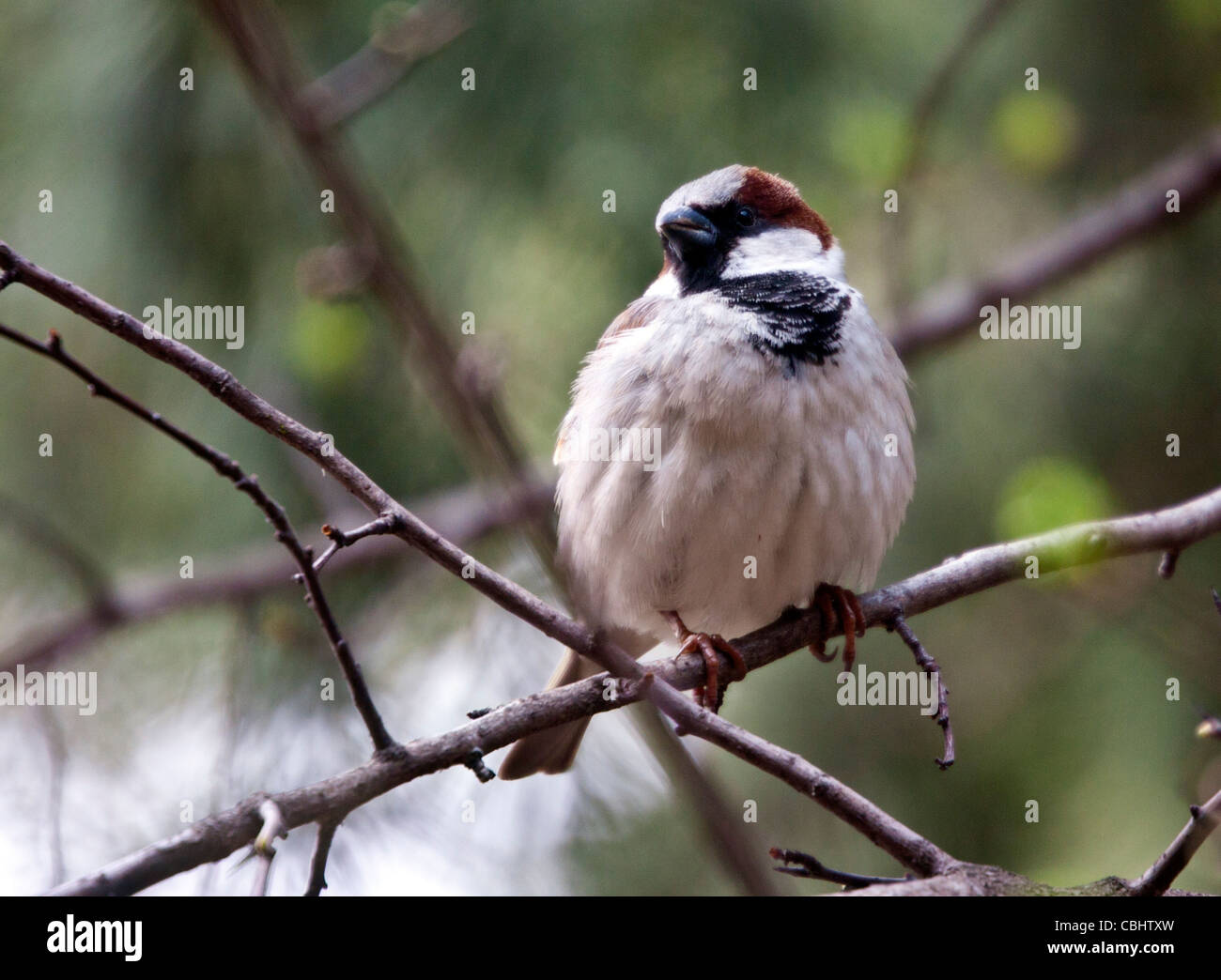 Sparrow india hi-res stock photography and images - Alamy
