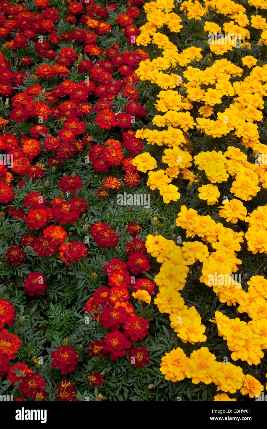 Red and Yellow French Marigolds, England, UK Stock Photo - Alamy