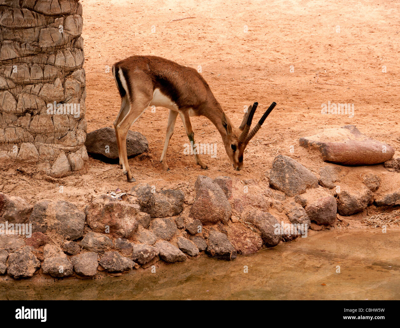 A young deer in the Oasis animal park,Fuerteventura, Balearic Island ...