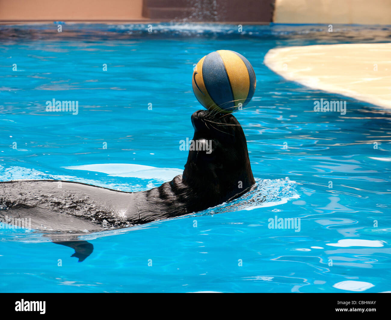 Performing sea lions in the Oasis animal park, Fuerteventura, Balearic ...