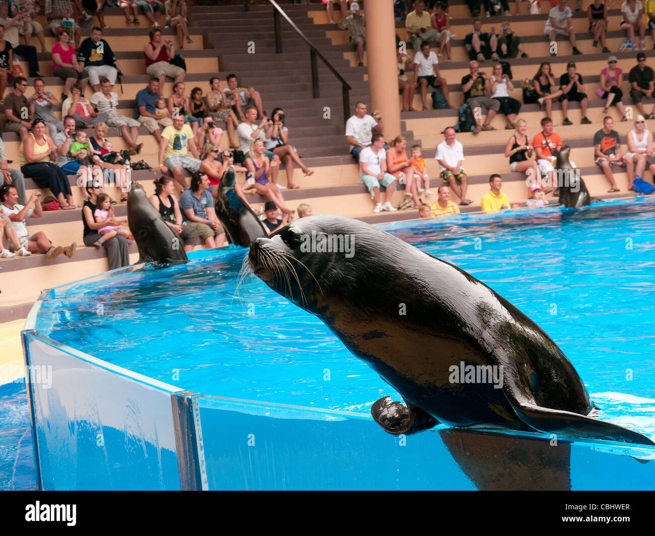 Performing sea lions in the Oasis animal park, Fuerteventura, Balearic ...