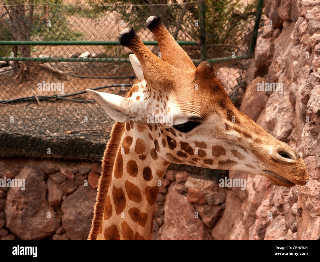 Giraffe in the Oasis animal park, Fuerteventura, Balearic Island ...