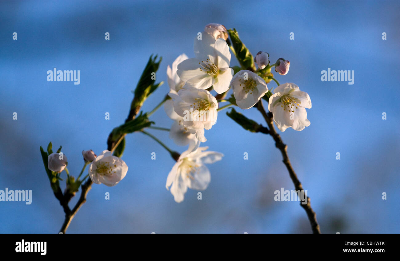 Handshake of flowers hi-res stock photography and images - Alamy