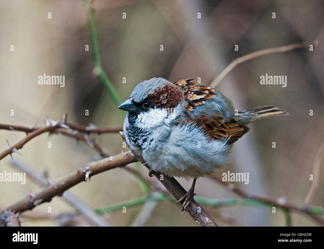 A sparrow in Srinagar, Kashmir India Stock Photo - Alamy