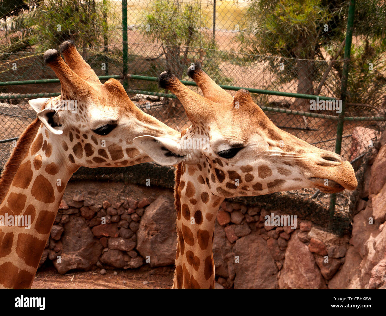 Giraffes in the Oasis animal park, Fuerteventura, Balearic Island ...