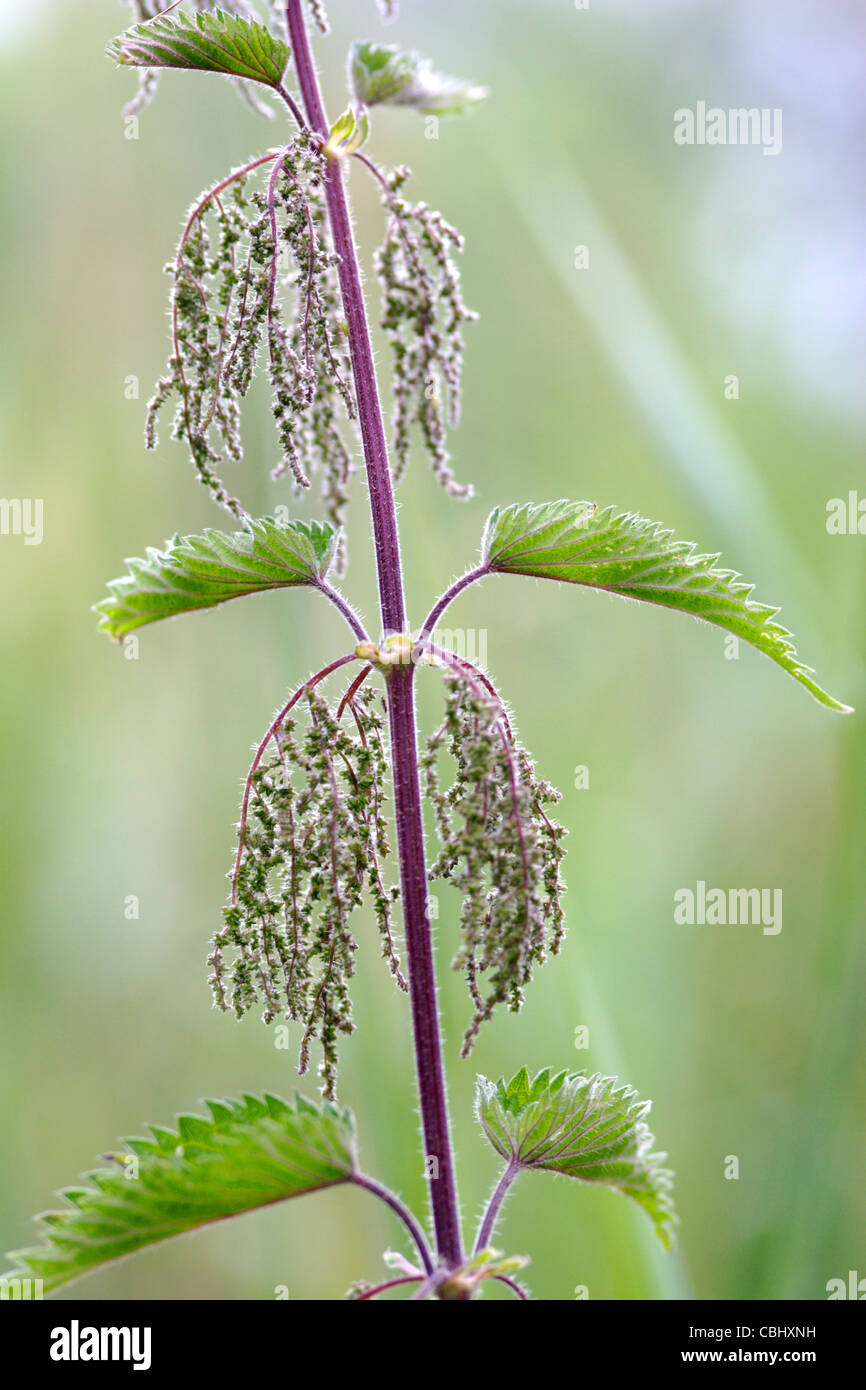 Stinging nettle (Urtica dioica) flowers close up, England, UK Stock ...