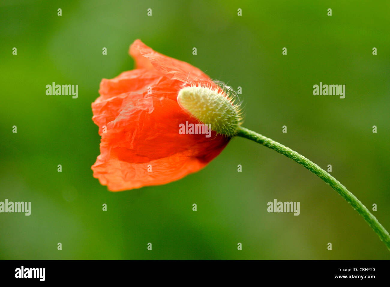 Common field poppy papaver rhoeas hi-res stock photography and images ...