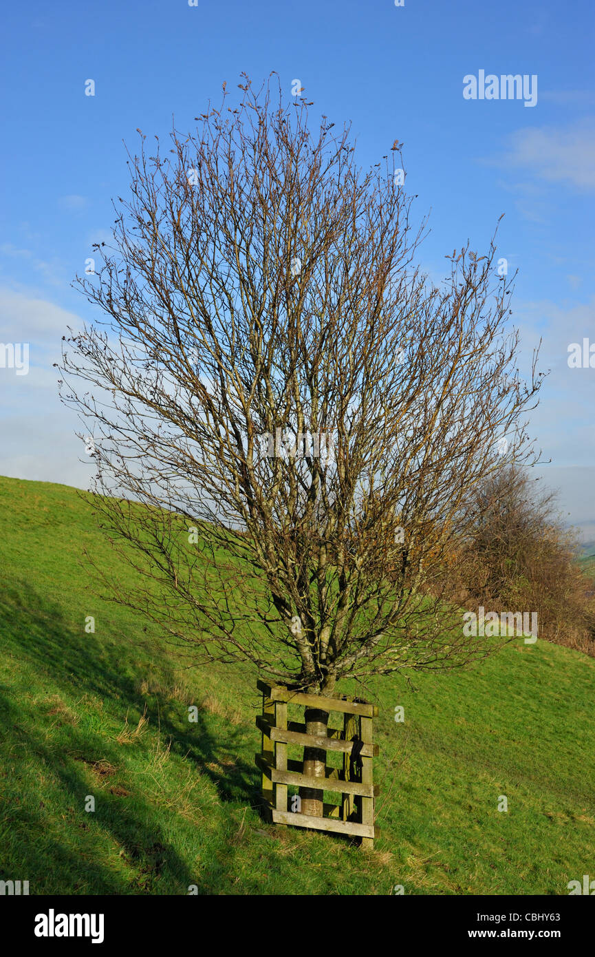Cherry tree with wooden tree guard. Kendal Castle, Kendal, Cumbria ...