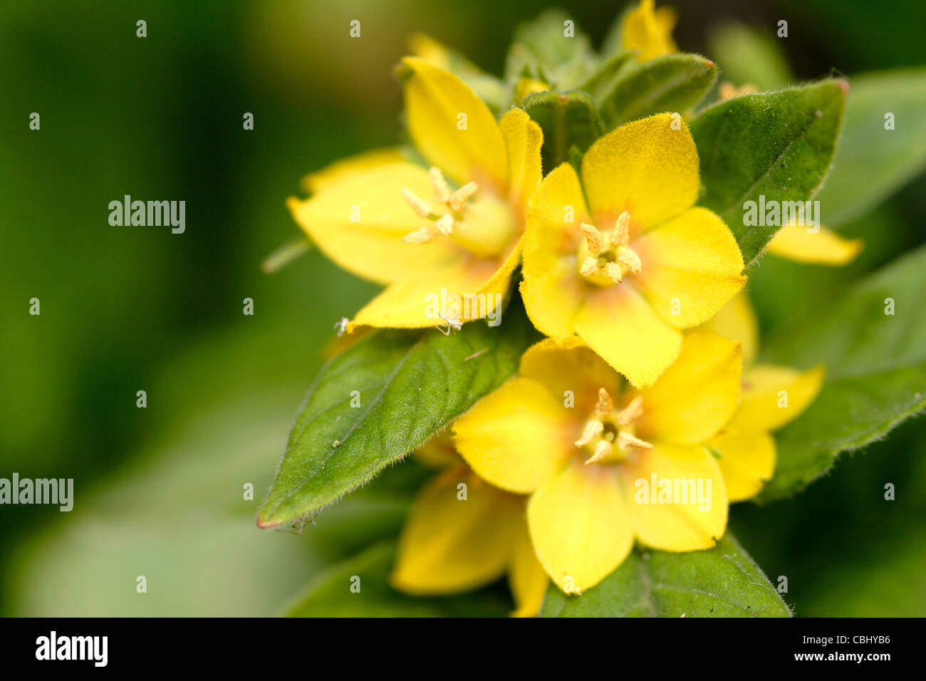 Lysimachia plant hi-res stock photography and images - Alamy