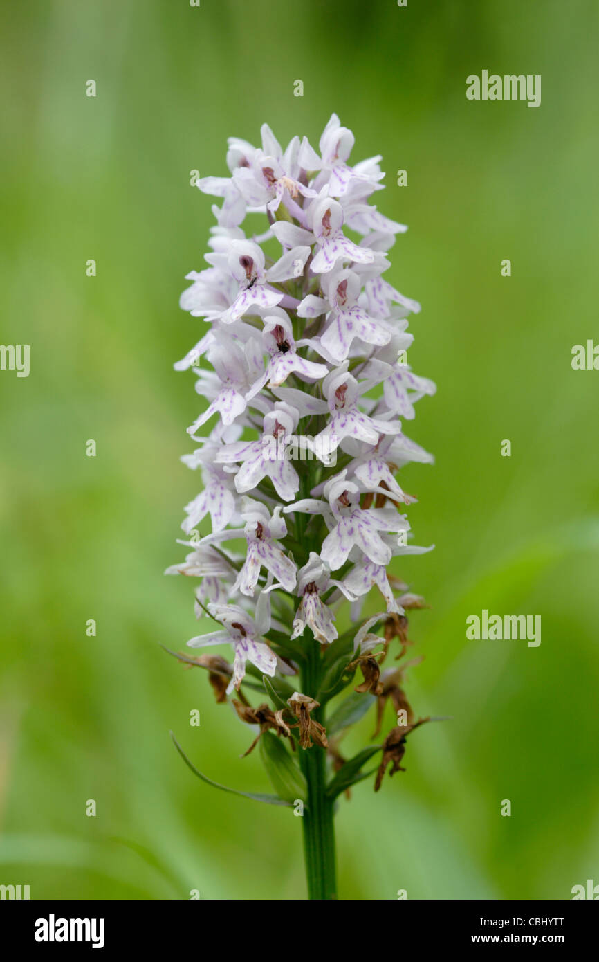 Common Spotted Orchid (Dactylorhiza fuchsii) in flower, England, UK ...