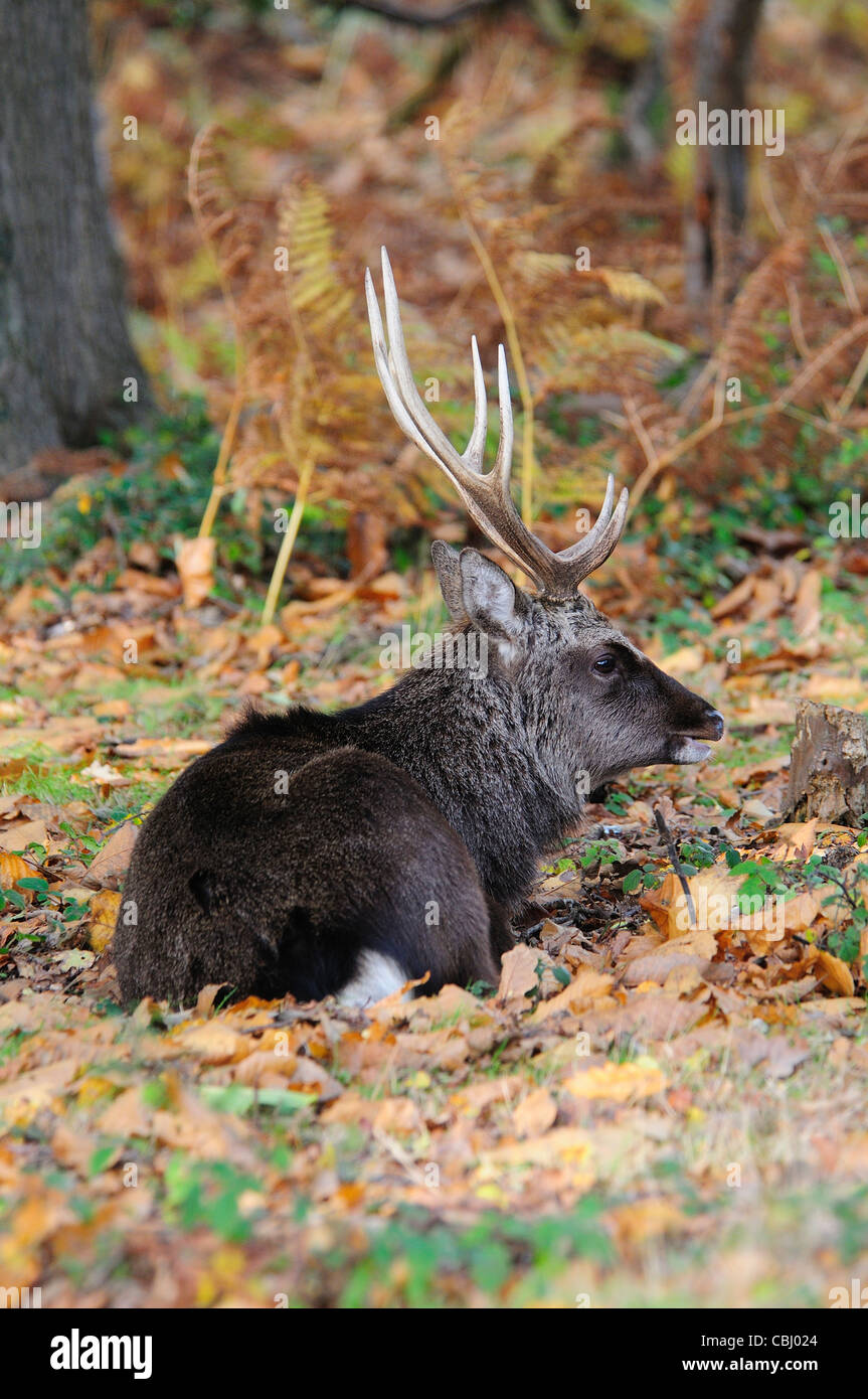 A stag lying down hi-res stock photography and images - Alamy