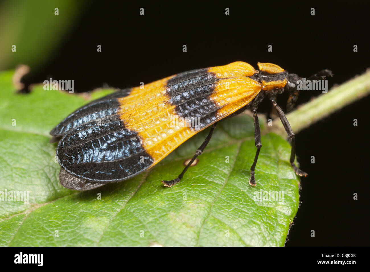End Band Net-wing Beetle (Calopteron terminale Stock Photo - Alamy