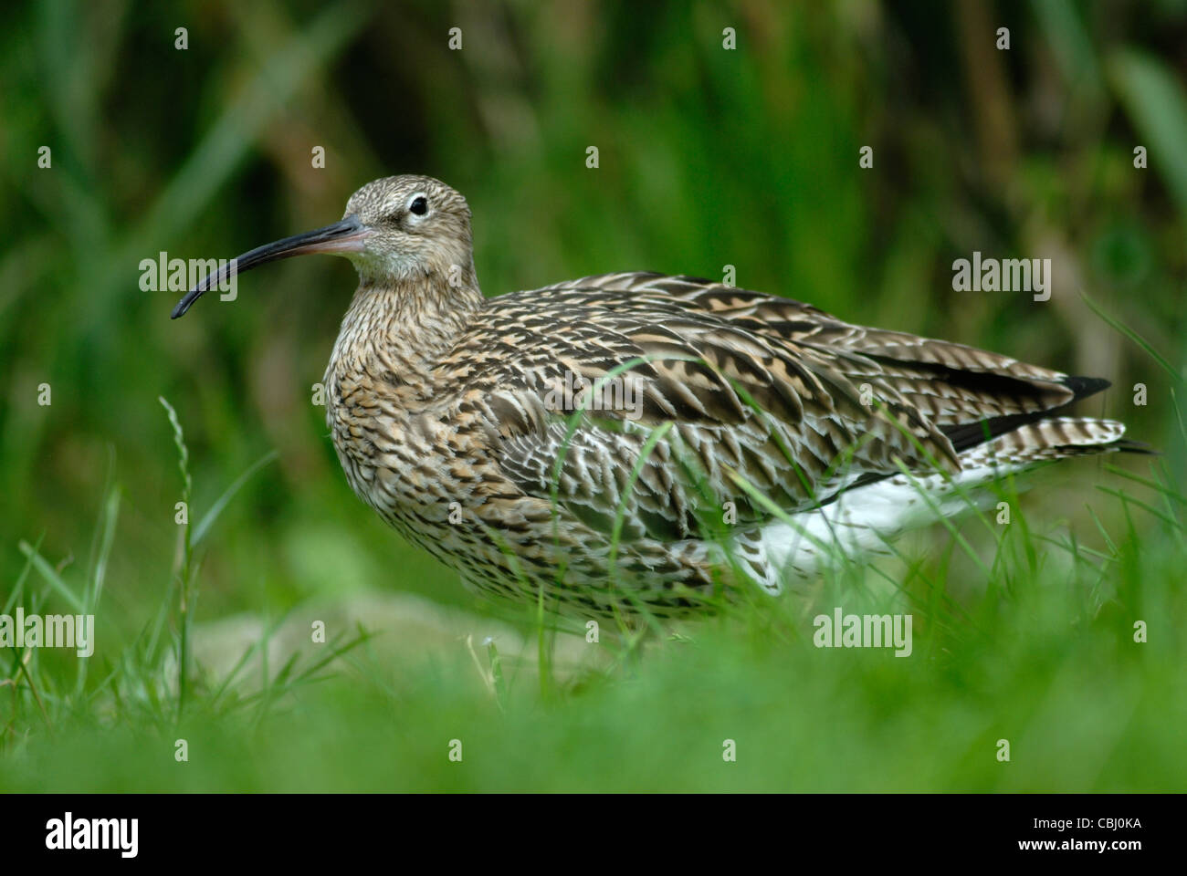 Adult curlew (Numenius arquata) Norfolk, UK July 2007 Stock Photo - Alamy