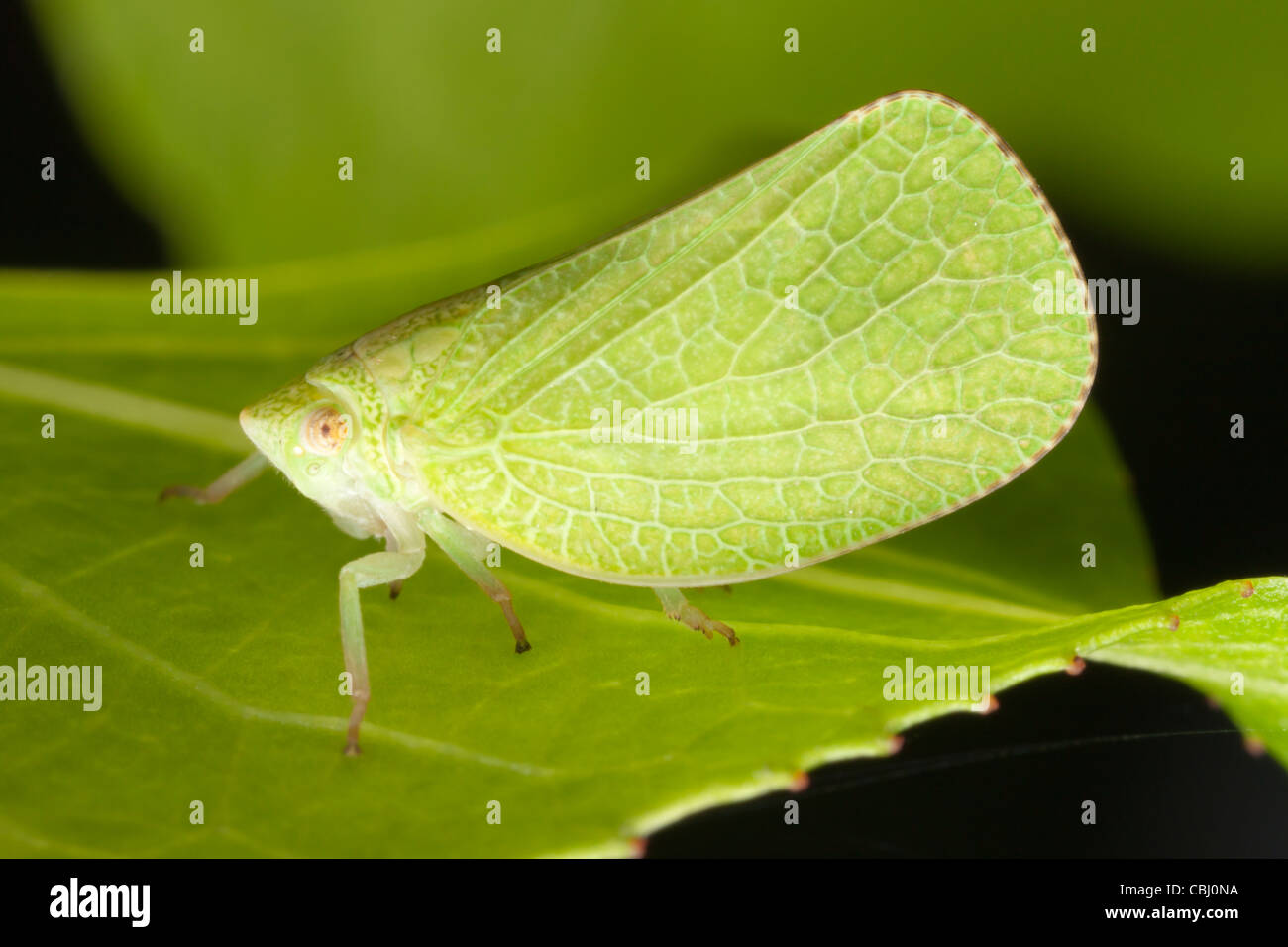 Acanalonia conica hi-res stock photography and images - Alamy