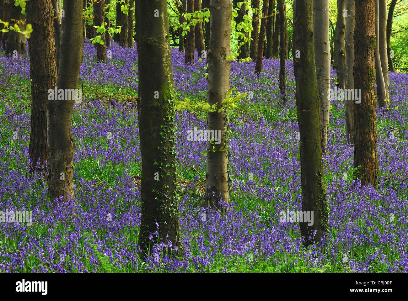 A bluebell wood in Spring Stock Photo - Alamy