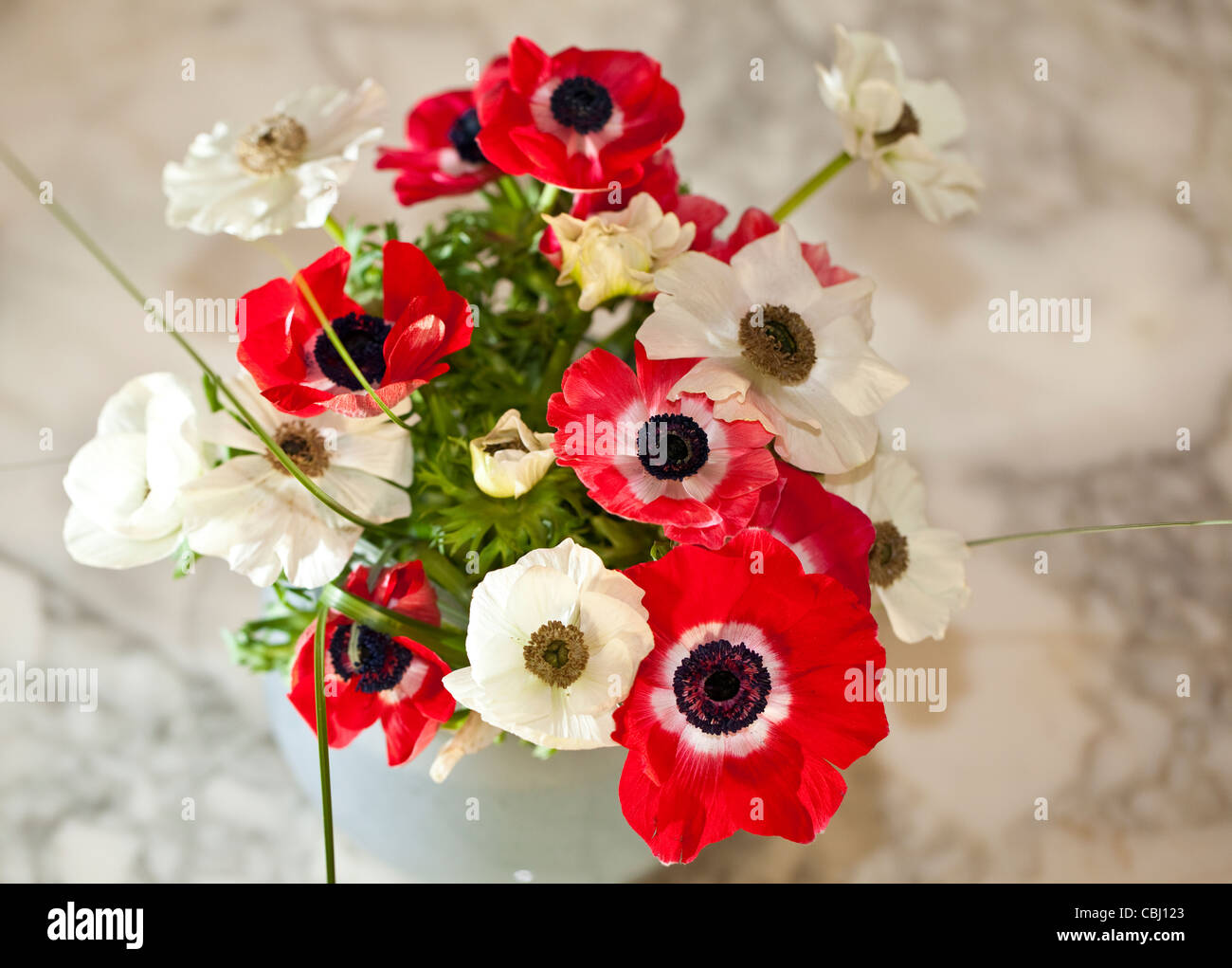 Open peonies hi-res stock photography and images - Alamy