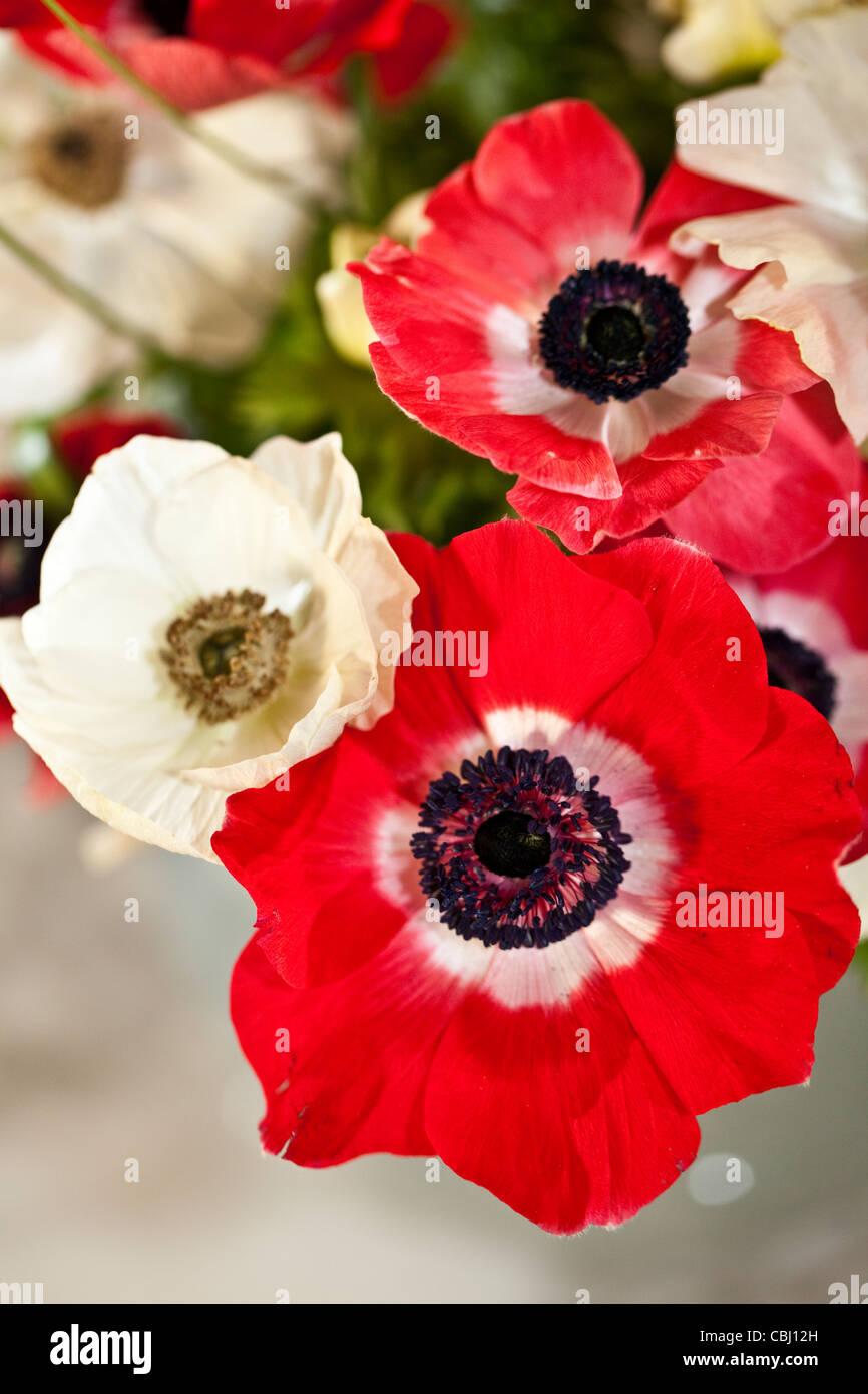 Open peonies hi-res stock photography and images - Alamy
