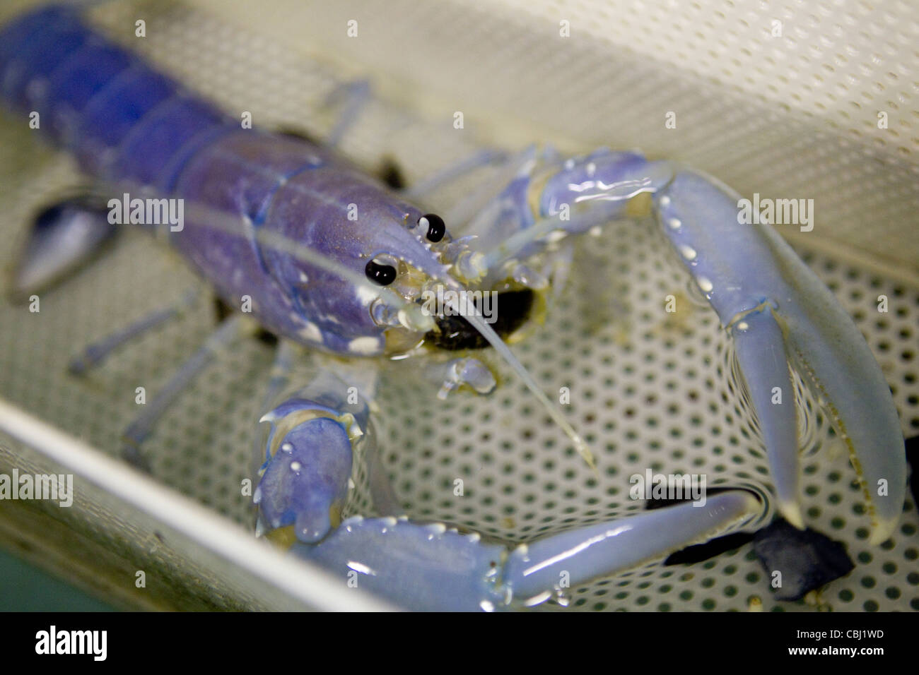 Baby Lobster High Resolution Stock Photography and Images - Alamy