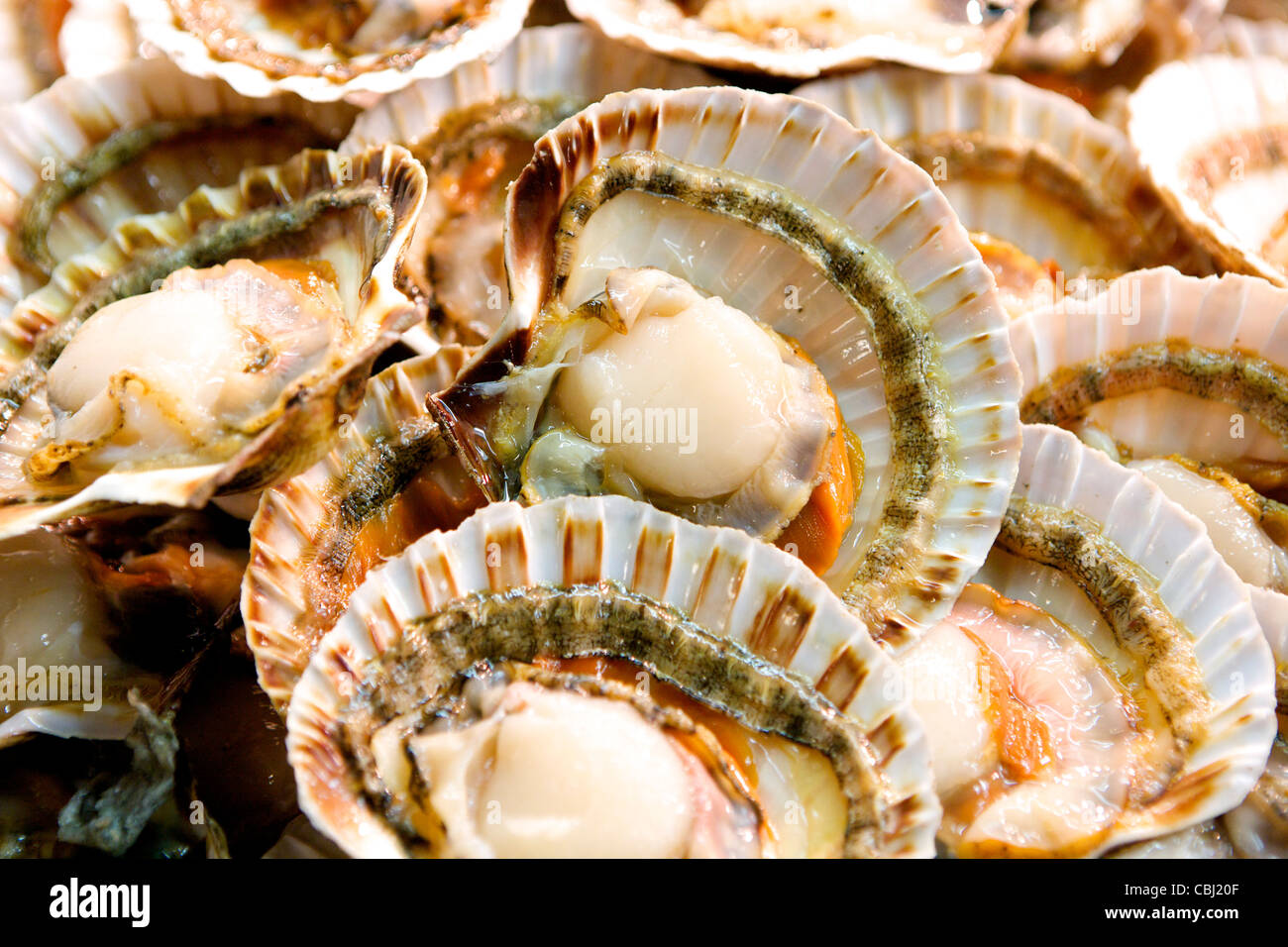 Open Scallop Shell High Resolution Stock Photography and Images - Alamy