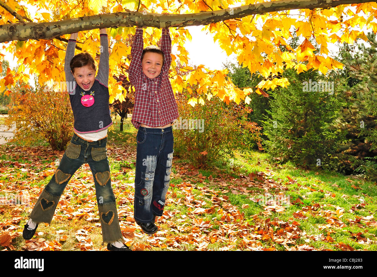 kids climbed on tree Stock Photo - Alamy