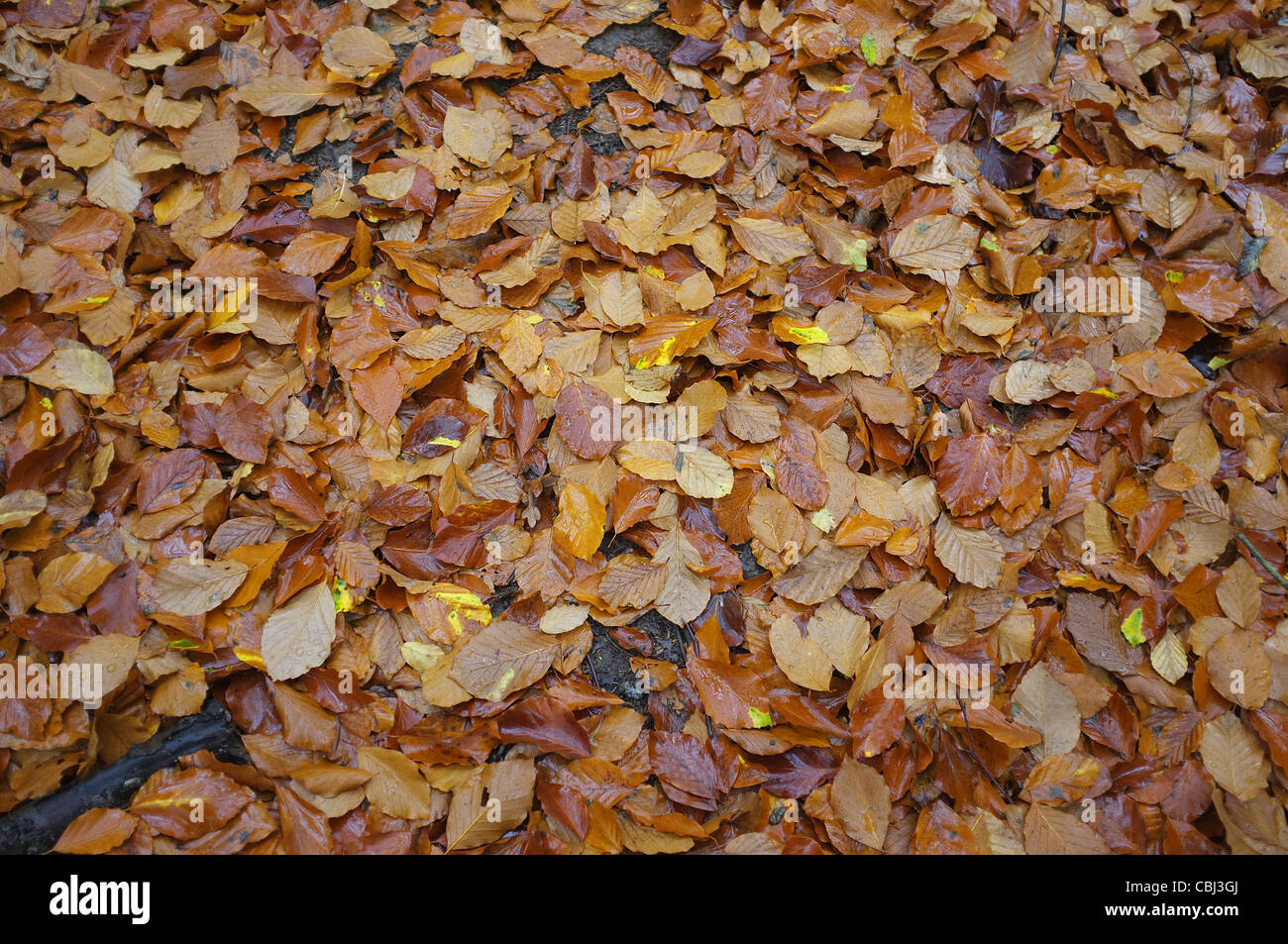 Autumn leaf litter Stock Photo - Alamy