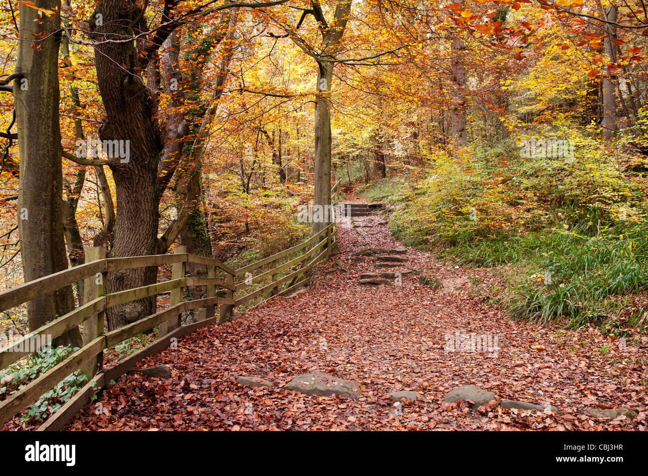 Great north woods hi-res stock photography and images - Alamy