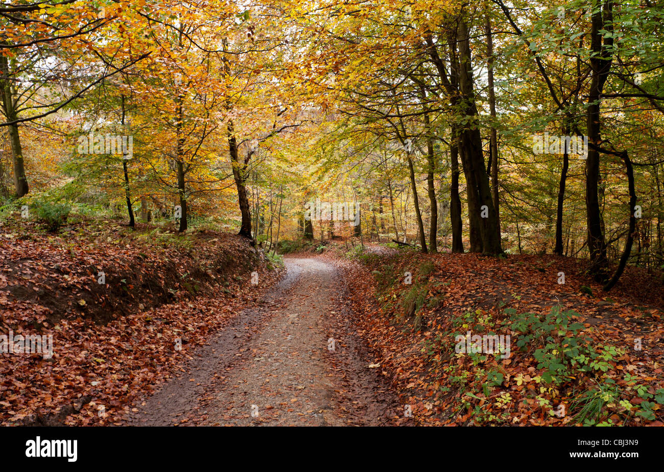 Great north woods hi-res stock photography and images - Alamy