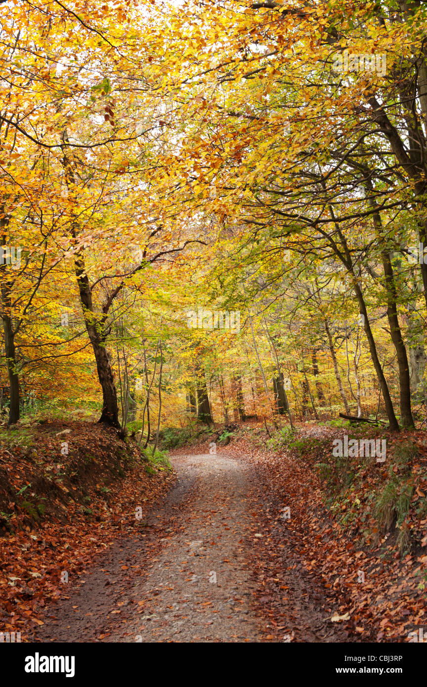 Great north woods hi-res stock photography and images - Alamy