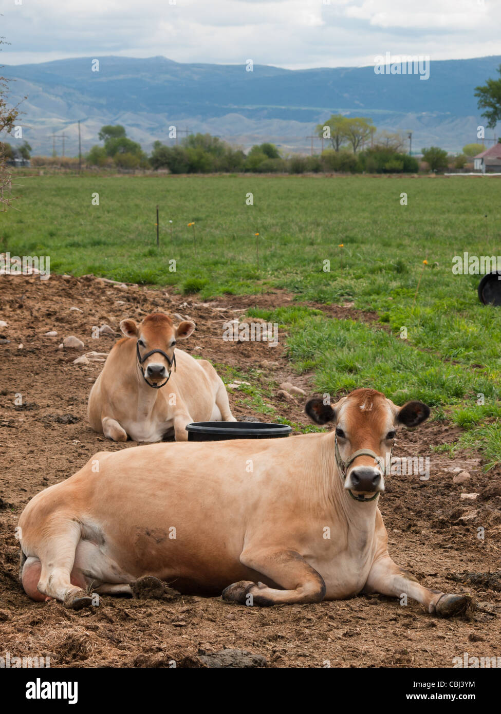 Red dairy cow grazing on a meadow in Montrose, Colorado Stock Photo - Alamy