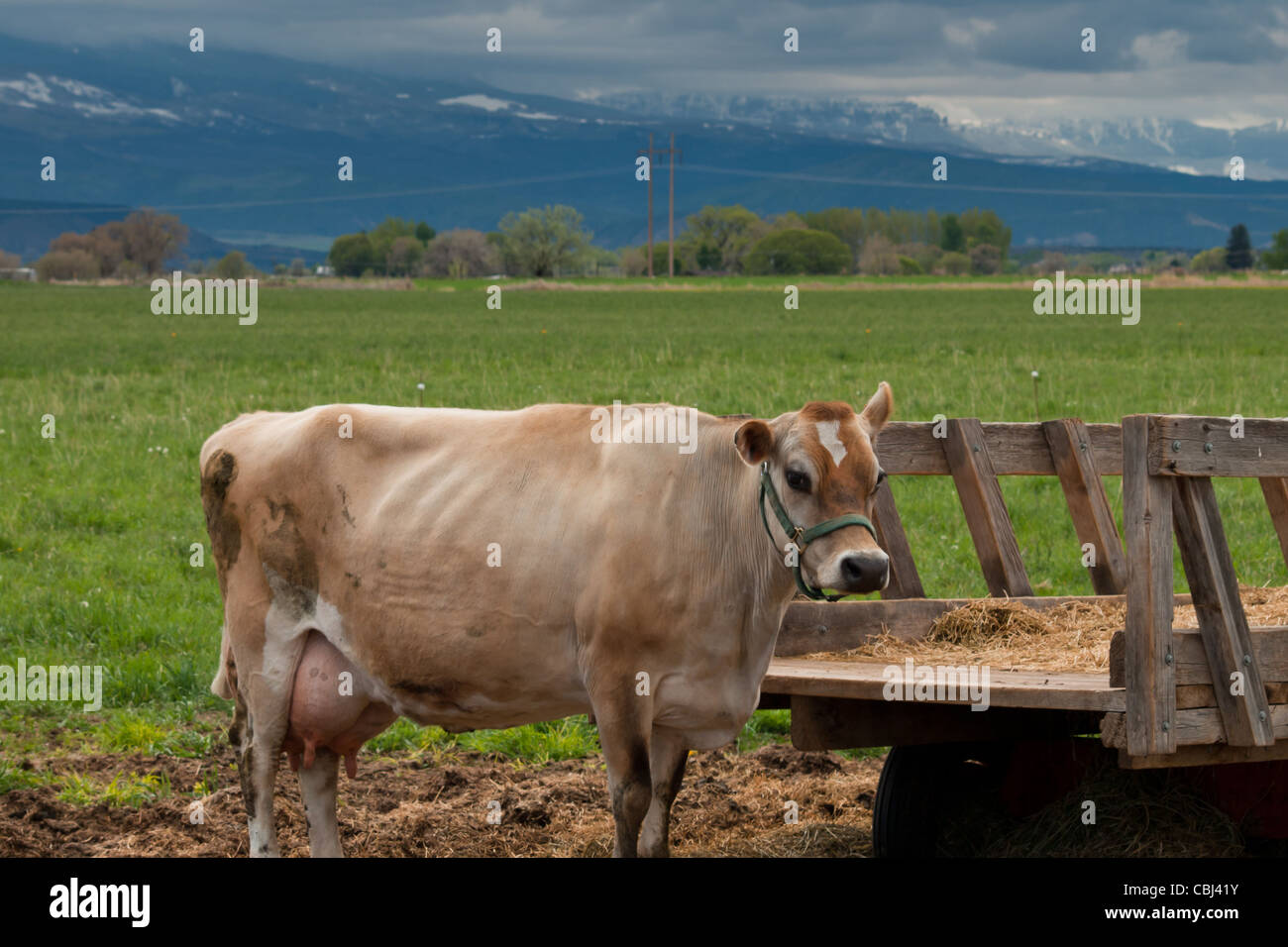 Colorado dairy farm hi-res stock photography and images - Alamy