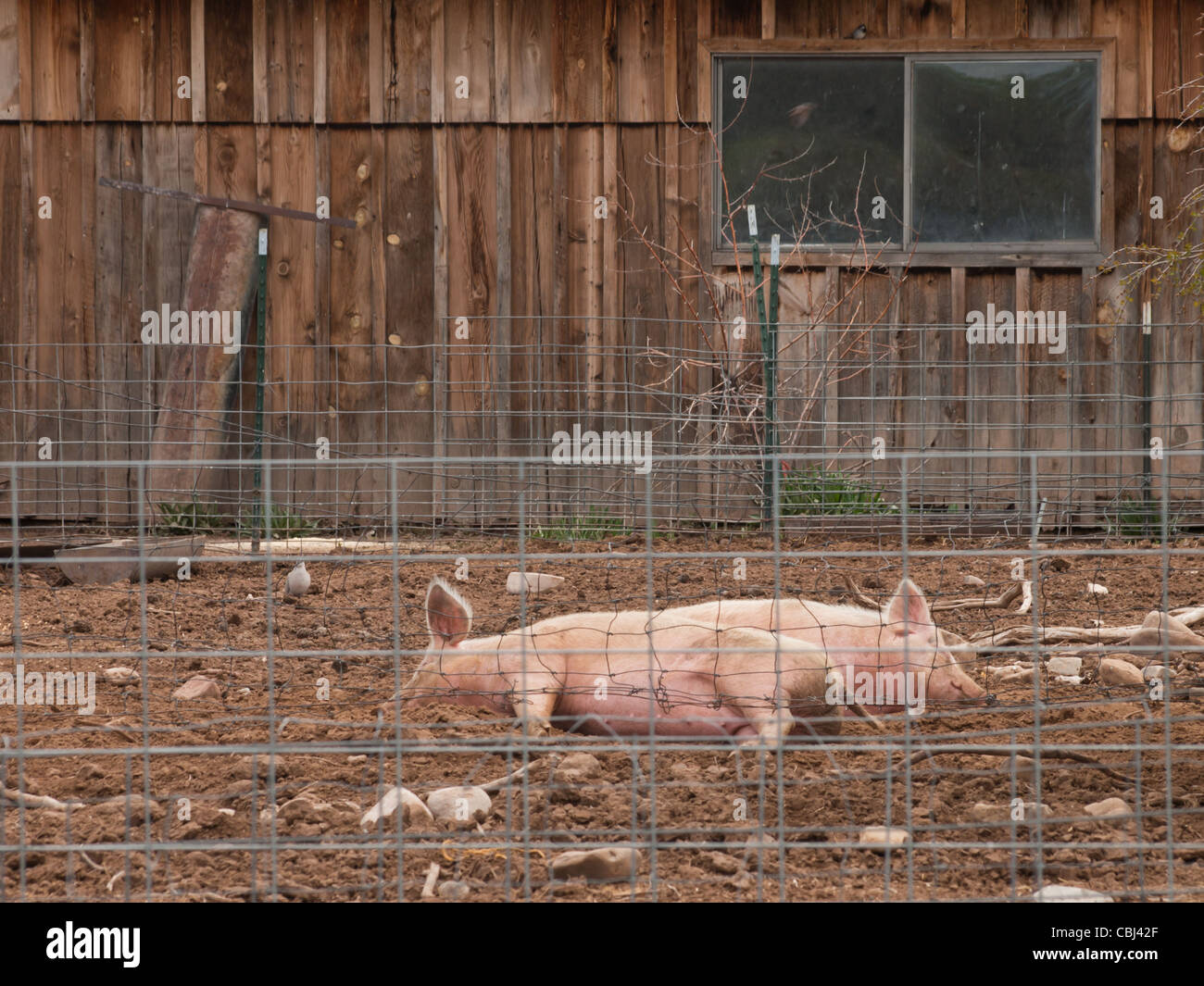Pigs laying down on the farm during the day Stock Photo - Alamy