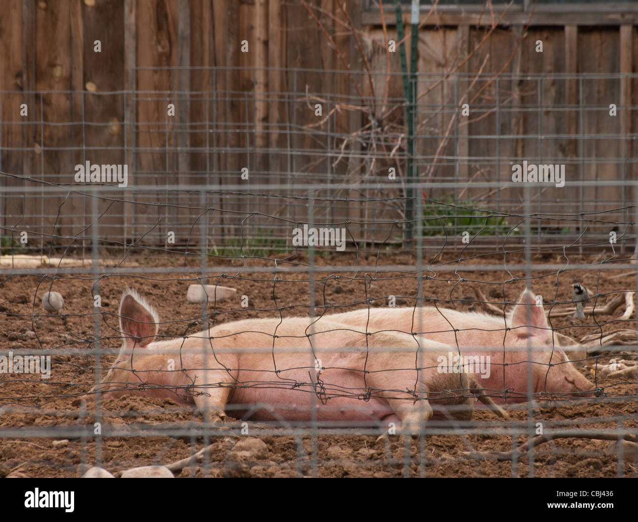 Piglet laying down hi-res stock photography and images - Alamy