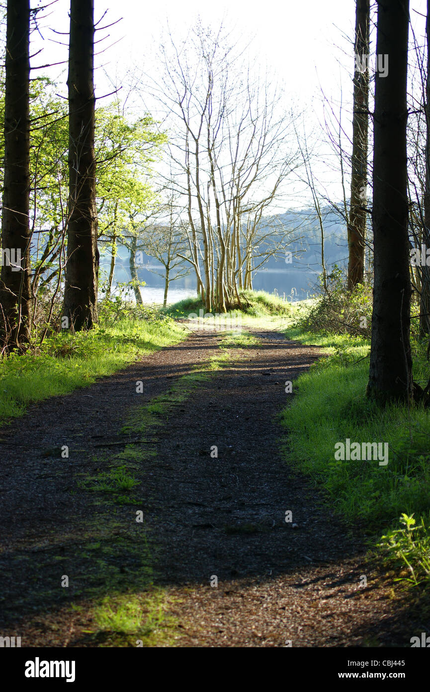 Alley forest path in evening hi-res stock photography and images - Alamy