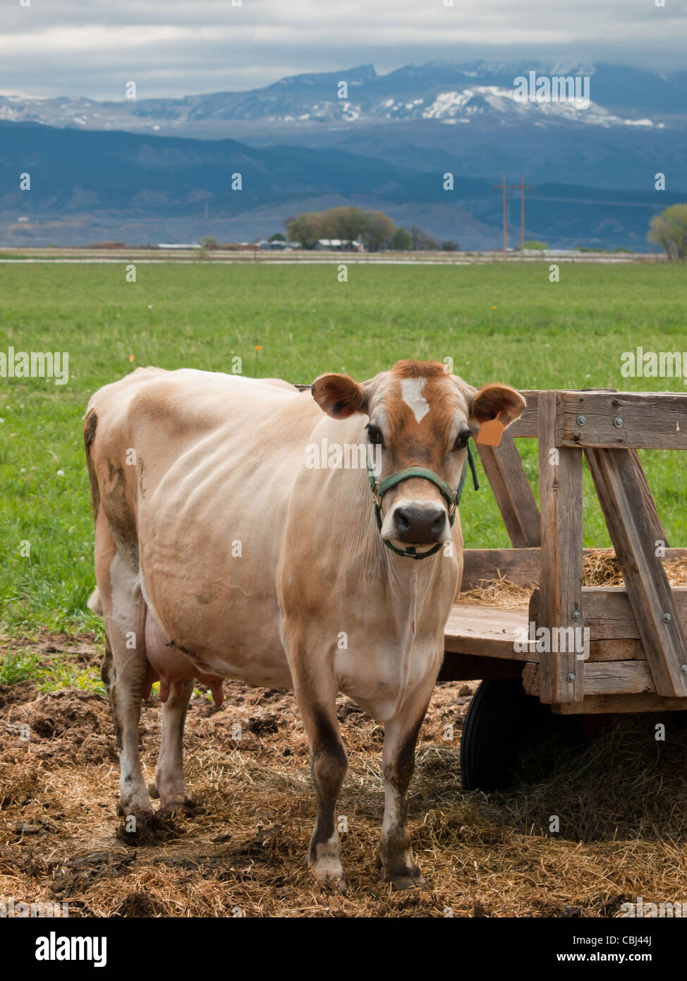 Red dairy cow grazing on a meadow in Montrose, Colorado Stock Photo - Alamy