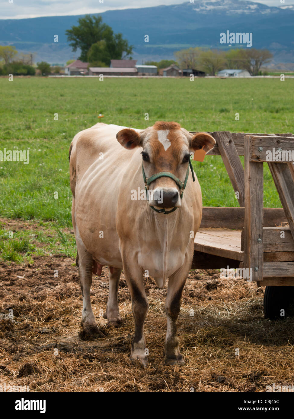 Colorado dairy farm hi-res stock photography and images - Alamy