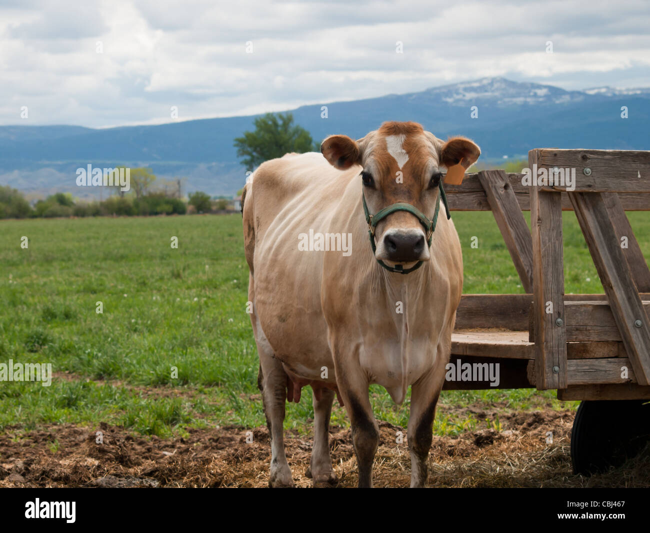 Colorado dairy farm hi-res stock photography and images - Alamy