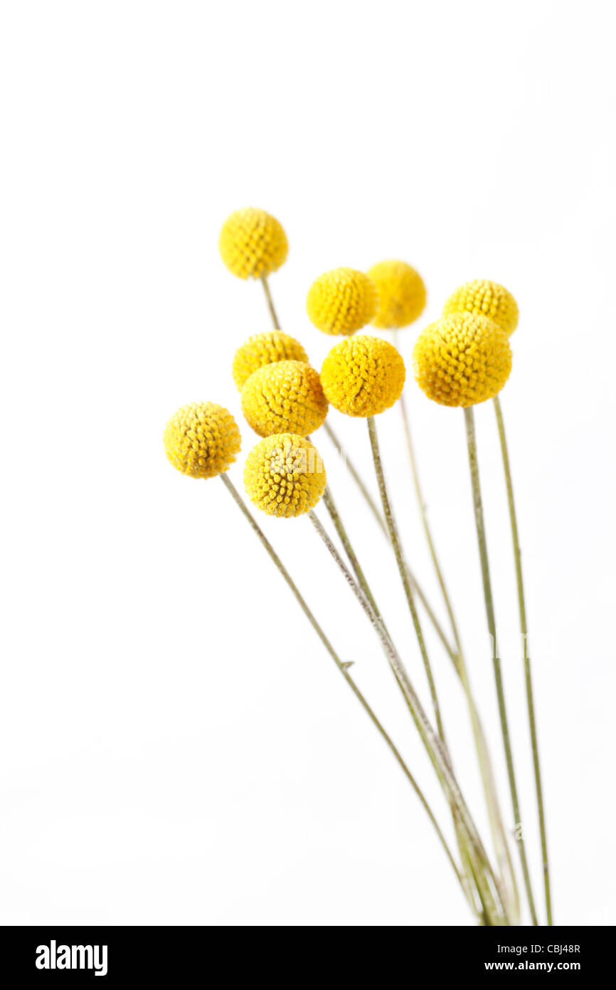 Nice flowers hi-res stock photography and images - Alamy