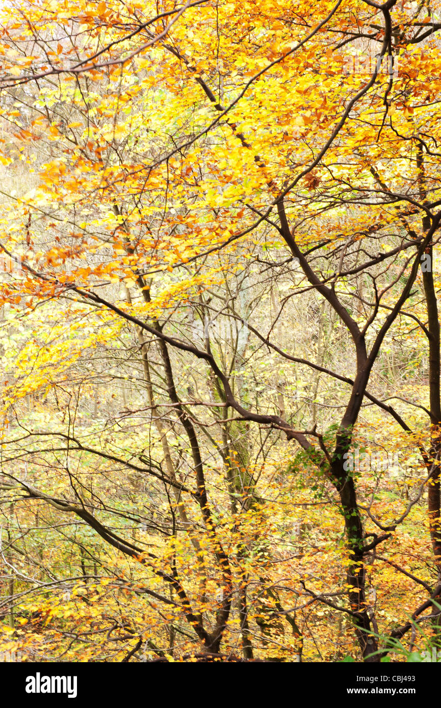 Autumn in Great woods Sneaton forest North Yorkshire Stock Photo - Alamy
