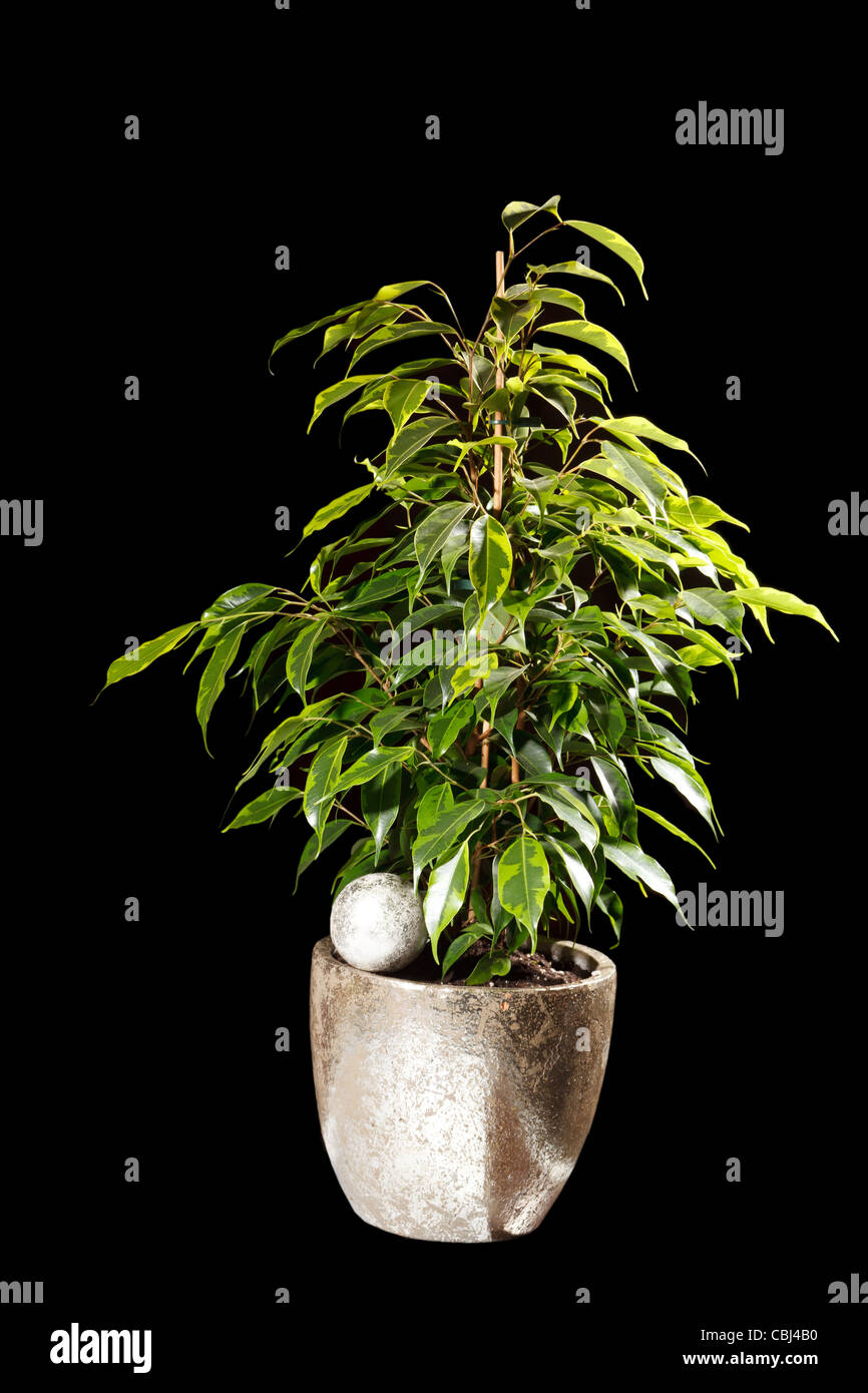 Fig tree pot hi-res stock photography and images - Alamy