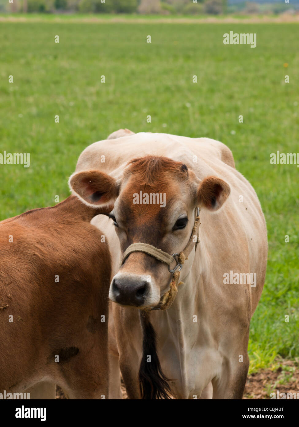 Red dairy cow grazing on a meadow in Montrose, Colorado Stock Photo - Alamy