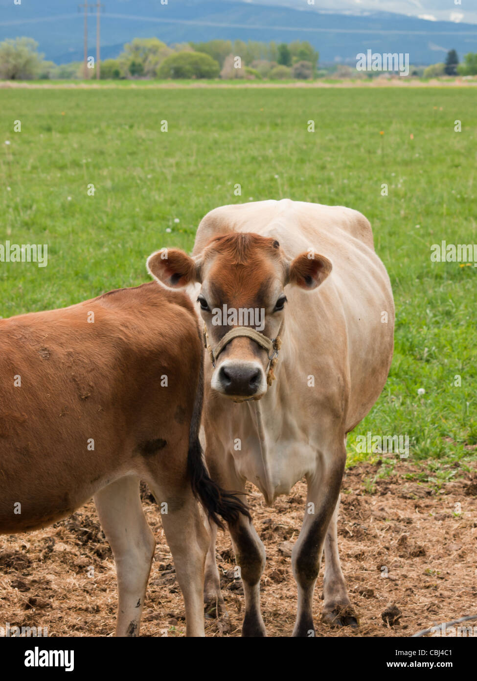 Red dairy cow grazing on a meadow in Montrose, Colorado Stock Photo - Alamy