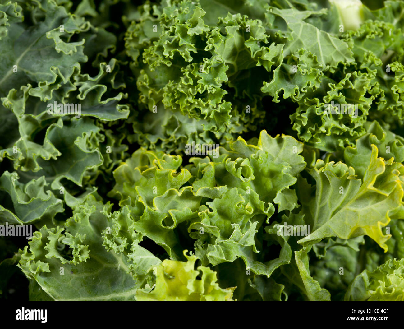 Leaves of Kale in close up shot showing the curly edges of the ...