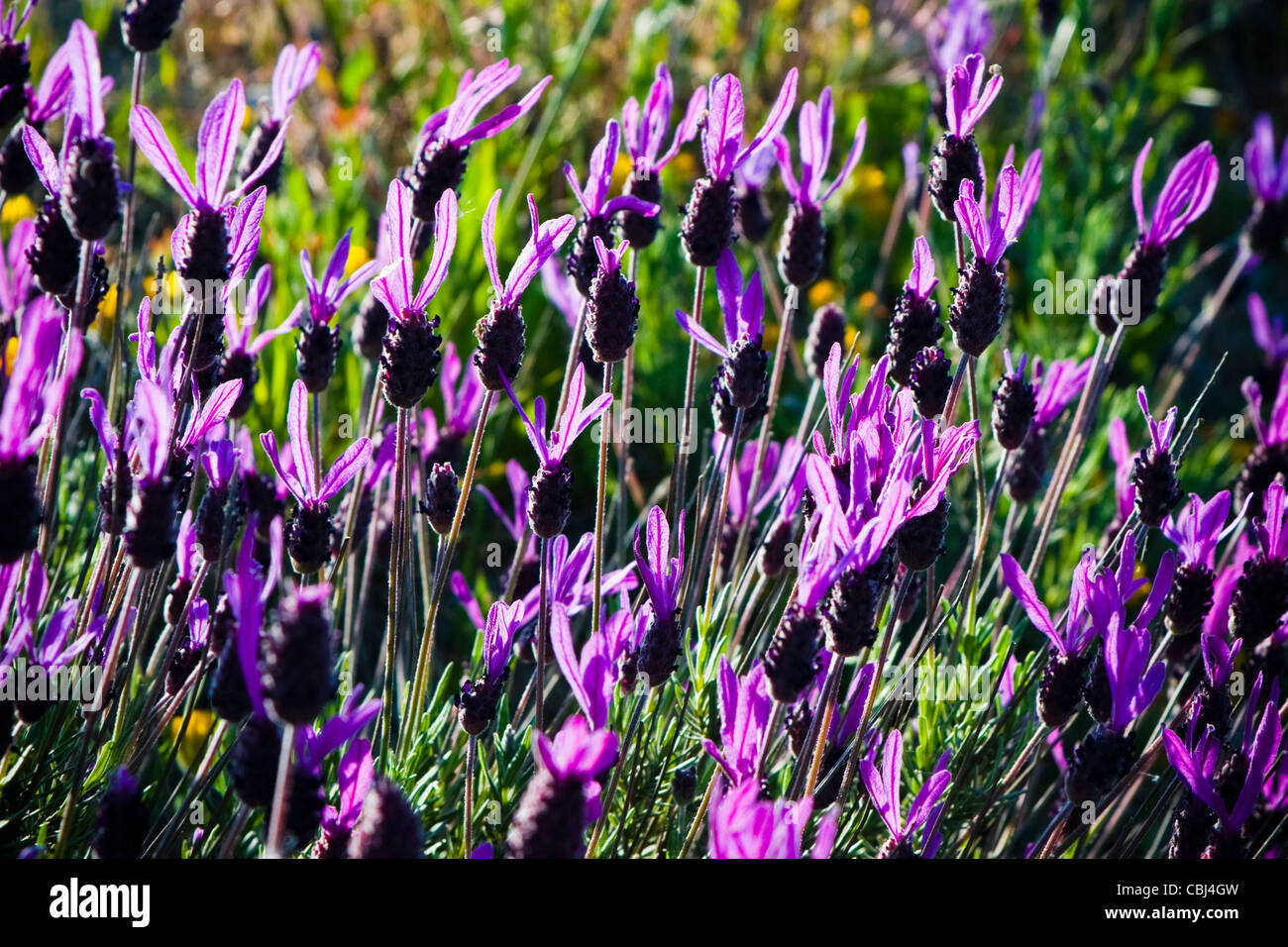 French lavander or Spanish lavander (Lavandula stoechas) flowers Stock ...